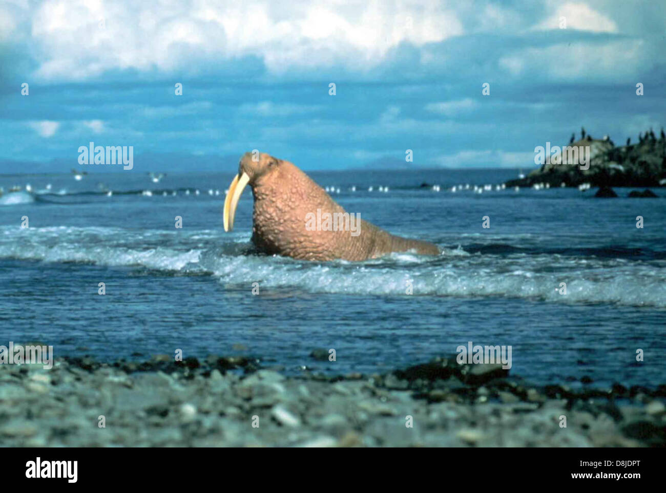 A male walrus, out of the water, raises its head proudly, showing off its large tusks. Walruses ...