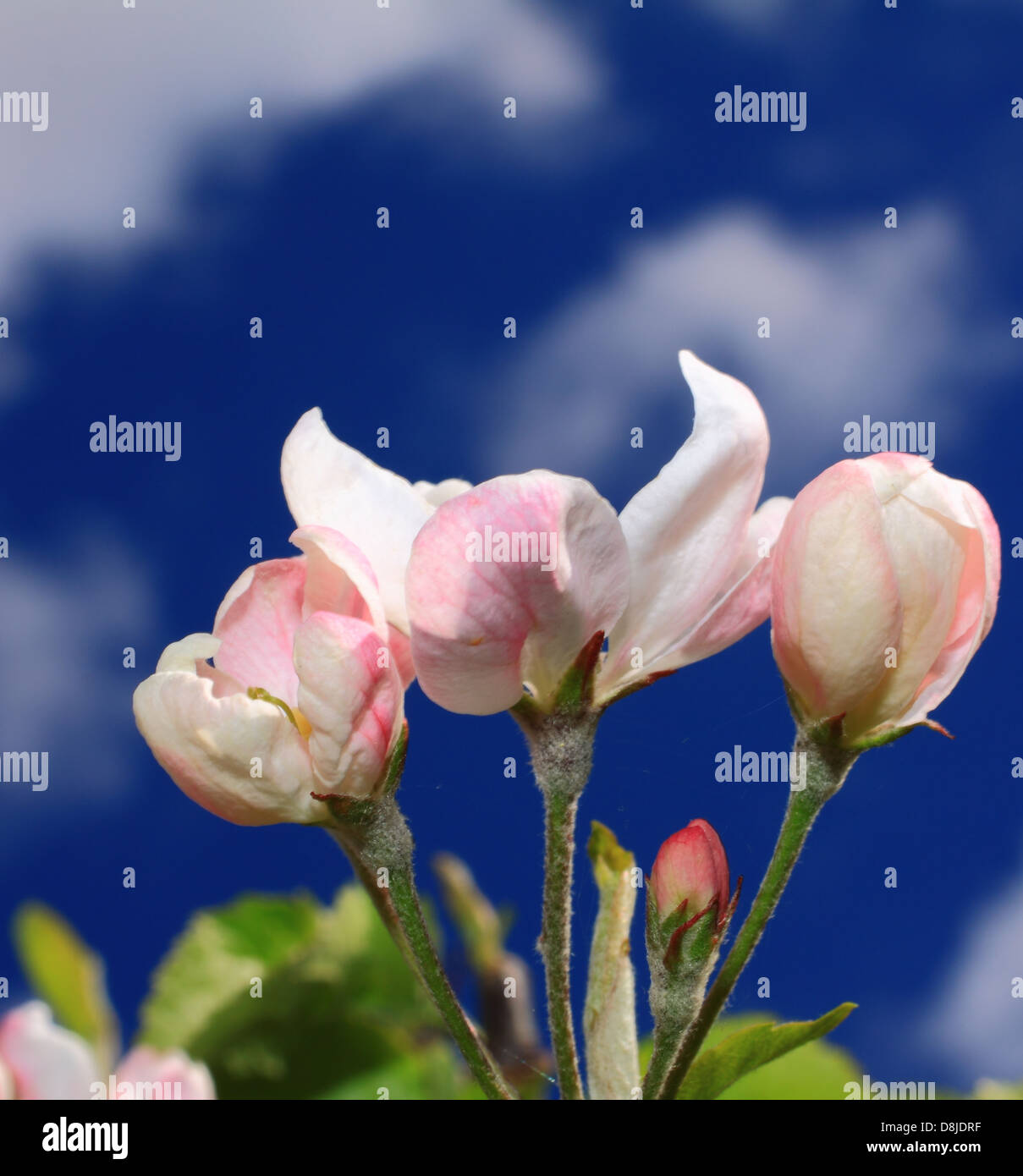Apple tree blossom with blue sky background Stock Photo - Alamy
