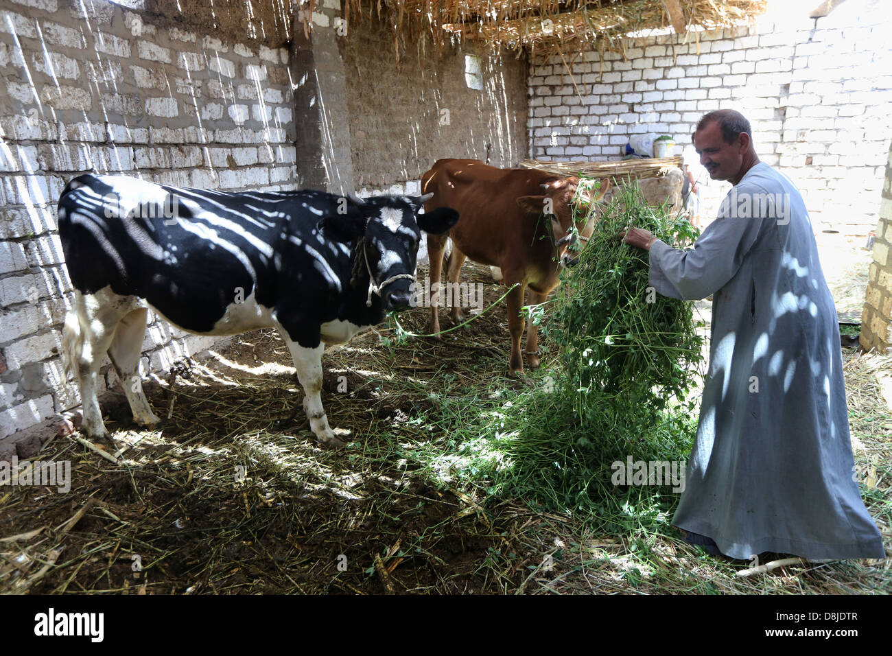 Man milk cow hi-res stock photography and images - Alamy