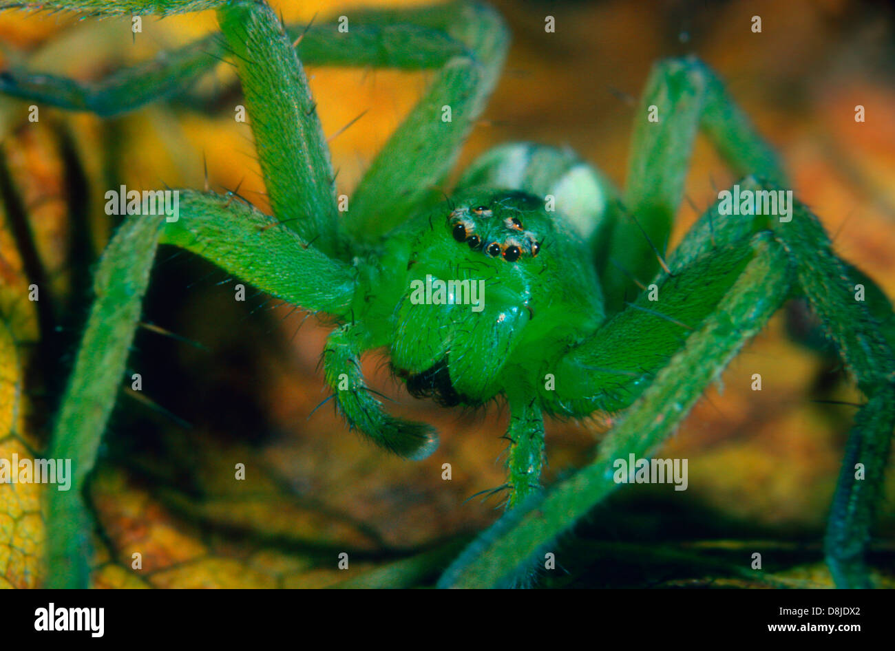 Green Huntsman Spider (Micrommata rosea, Micrommata virescens) Close up ...