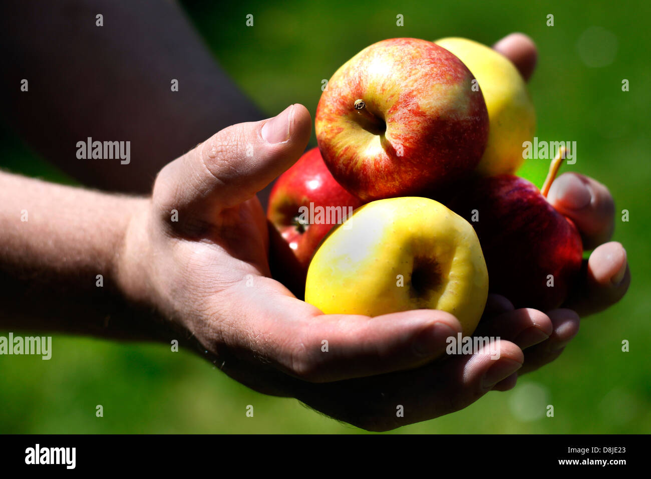 Sun fruit hi-res stock photography and images - Alamy