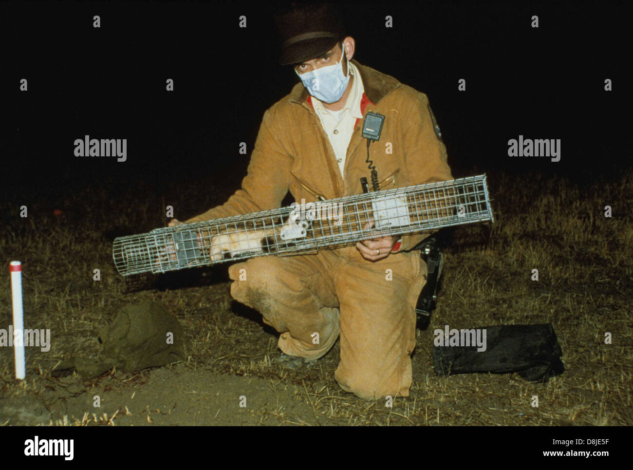 Man holding live trap with ferret inside Stock Photo - Alamy