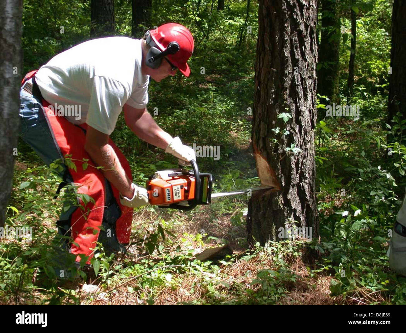 A man operating a chainsaw in a forest, typically for logging or ...