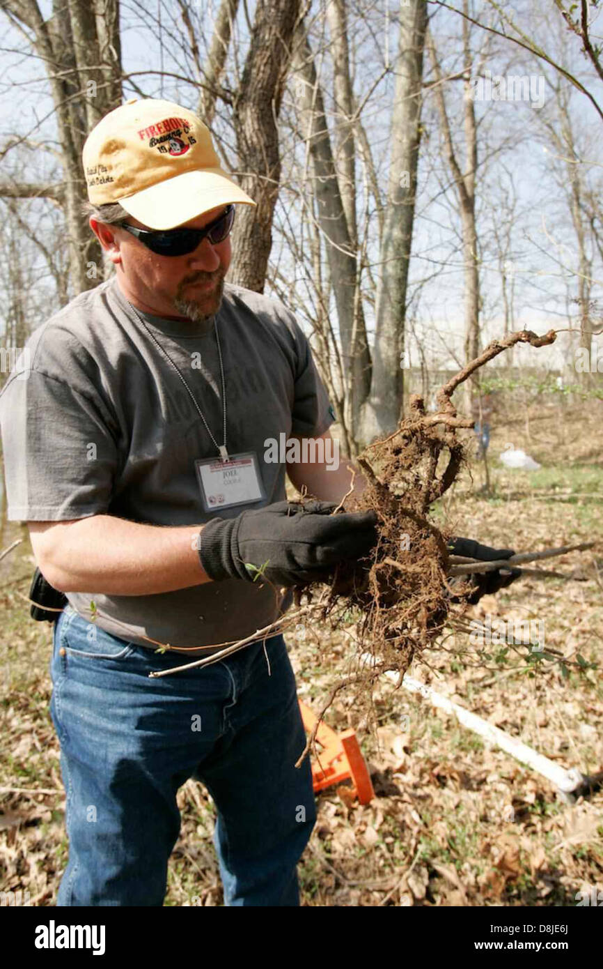 Plant with invasive root system hi-res stock photography and images - Alamy