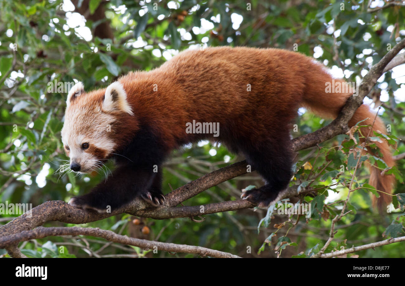 Red Panda (Ailurus fulgens) in a tree Stock Photo - Alamy