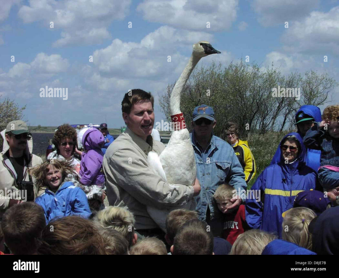 Man holds trumpeter swan during demonstration cygnus buccinator Stock ...