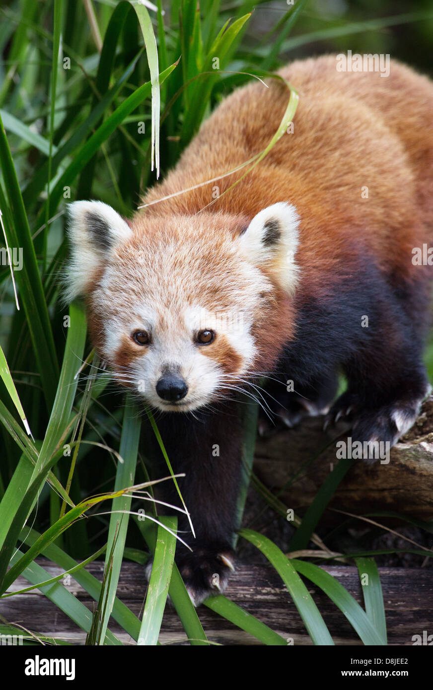 Ailurus fulgens hi-res stock photography and images - Alamy