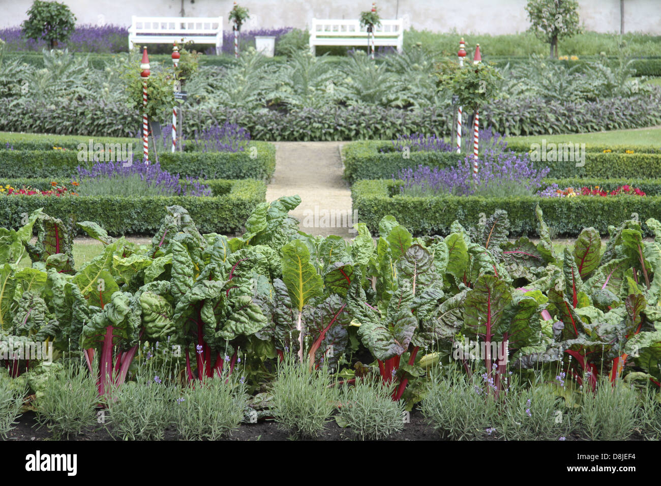 Rhabarber patch hi-res stock photography and images - Alamy