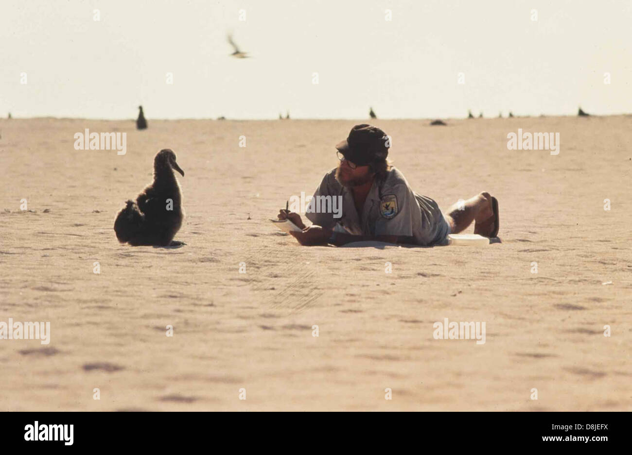 Man on beach with bird Stock Photo - Alamy