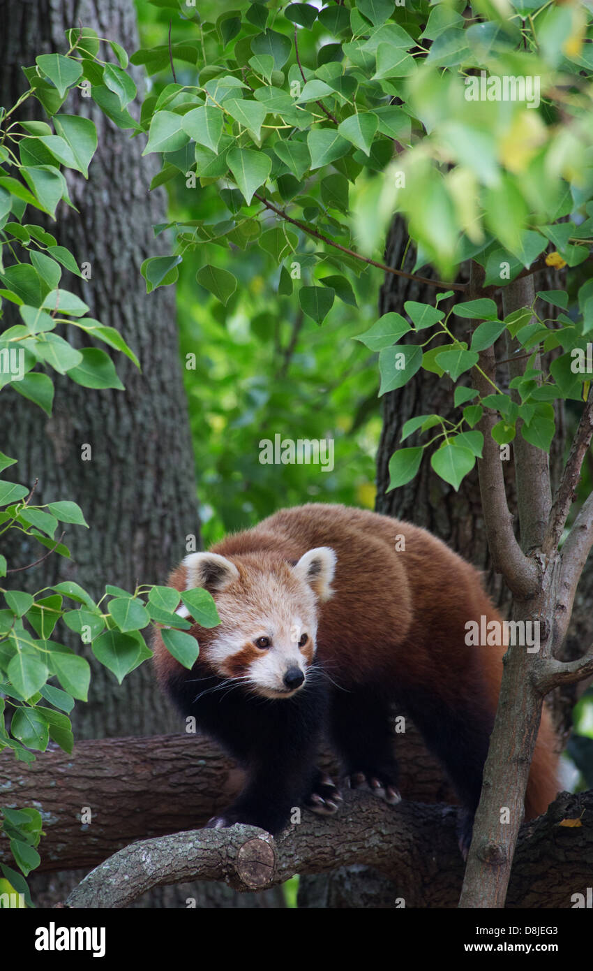 Red Panda (Ailurus fulgens Stock Photo - Alamy