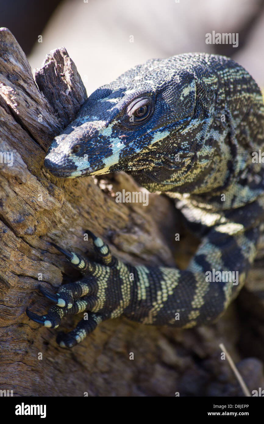 Lace Monitor (Varanus varius) on a log, Australia Stock Photo - Alamy