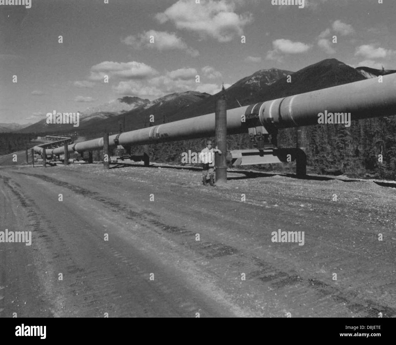 A man is pictured standing beside the Trans-Alaska Pipeline, which transports crude oil across ...