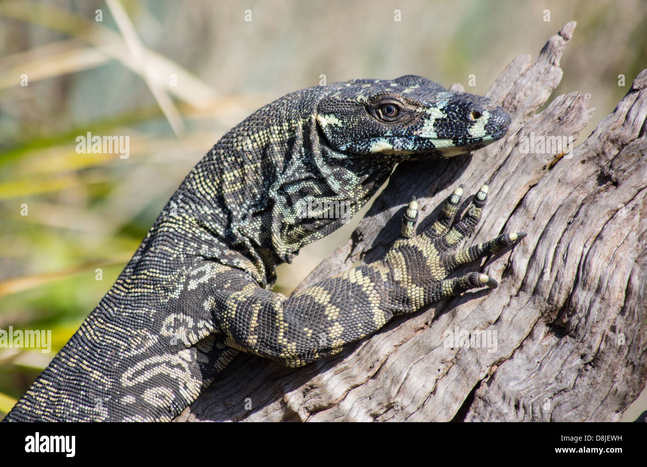 Lace Monitor (Varanus varius) on a log, Australia Stock Photo - Alamy