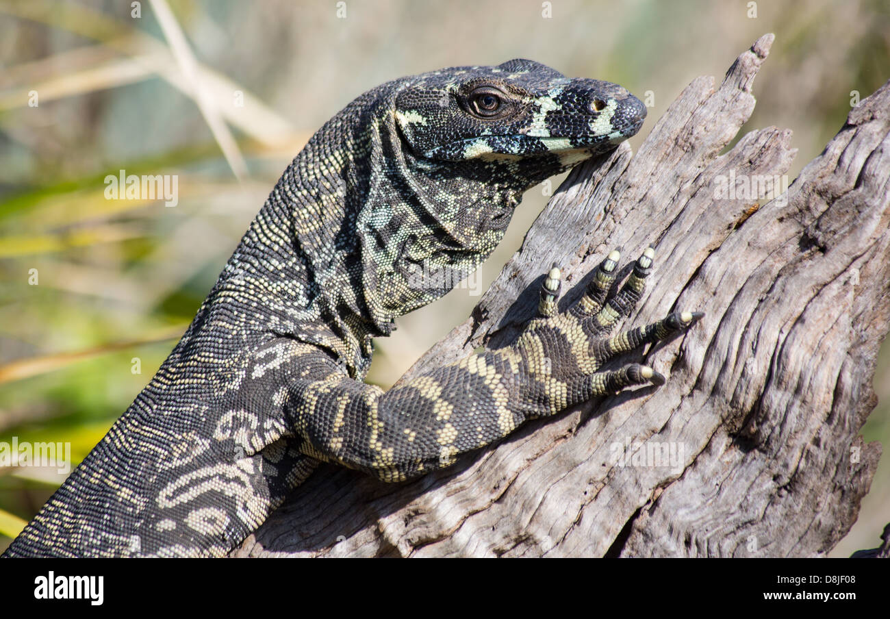 Lace Monitor (Varanus varius) on a log, Australia Stock Photo - Alamy