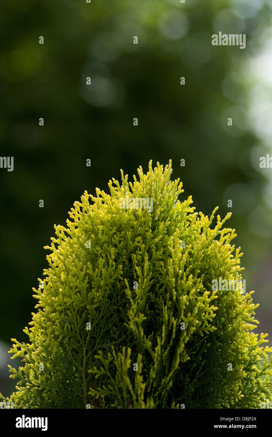 Nadelgewaechs hi-res stock photography and images - Alamy