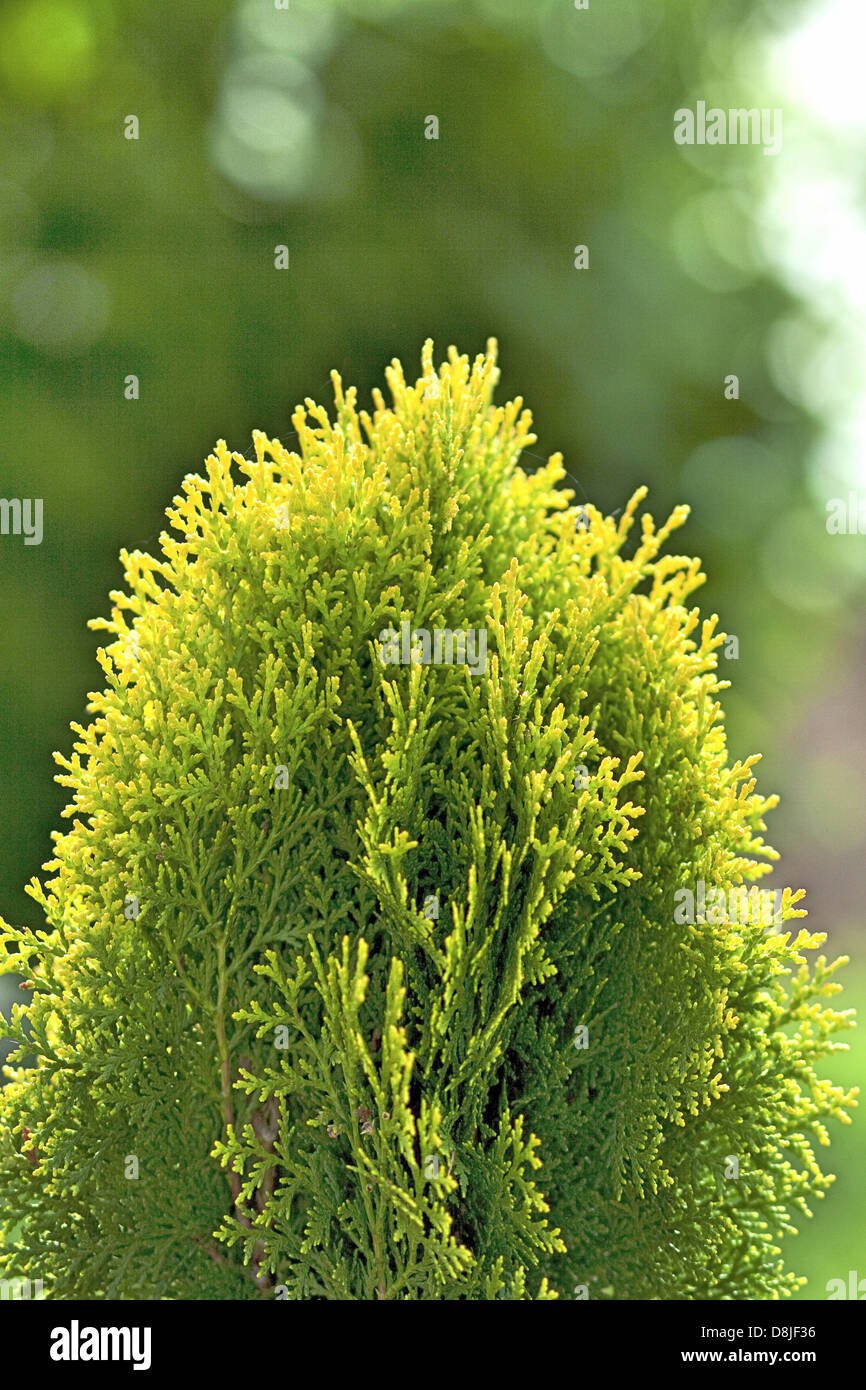 Nadelgewaechs hi-res stock photography and images - Alamy