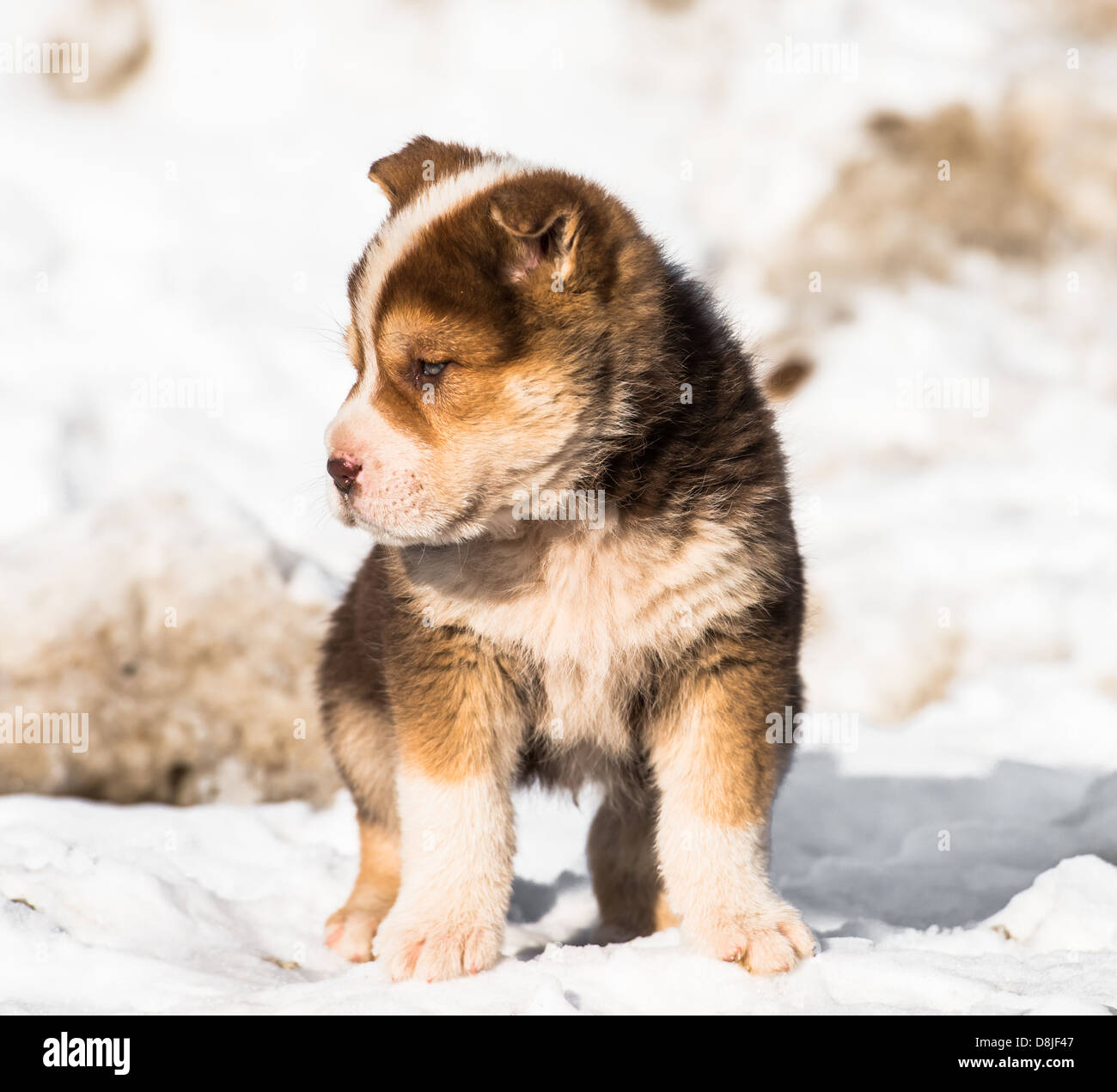 little puppy in the snow Stock Photo - Alamy
