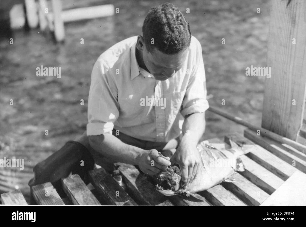 An old photograph of a man holding a fish, likely from a fishing trip ...