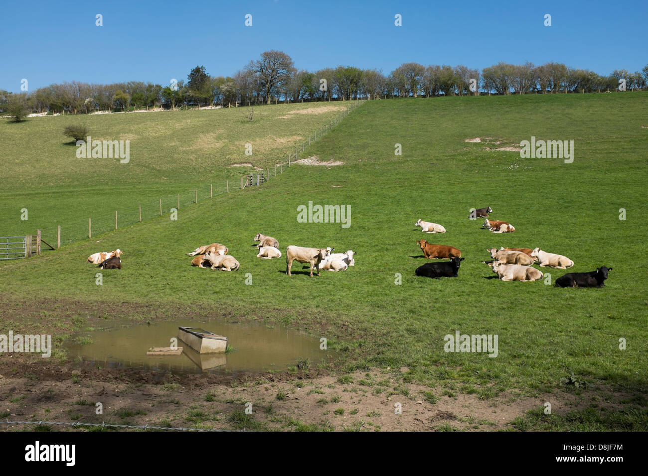 Cattle in Field Stock Photo - Alamy