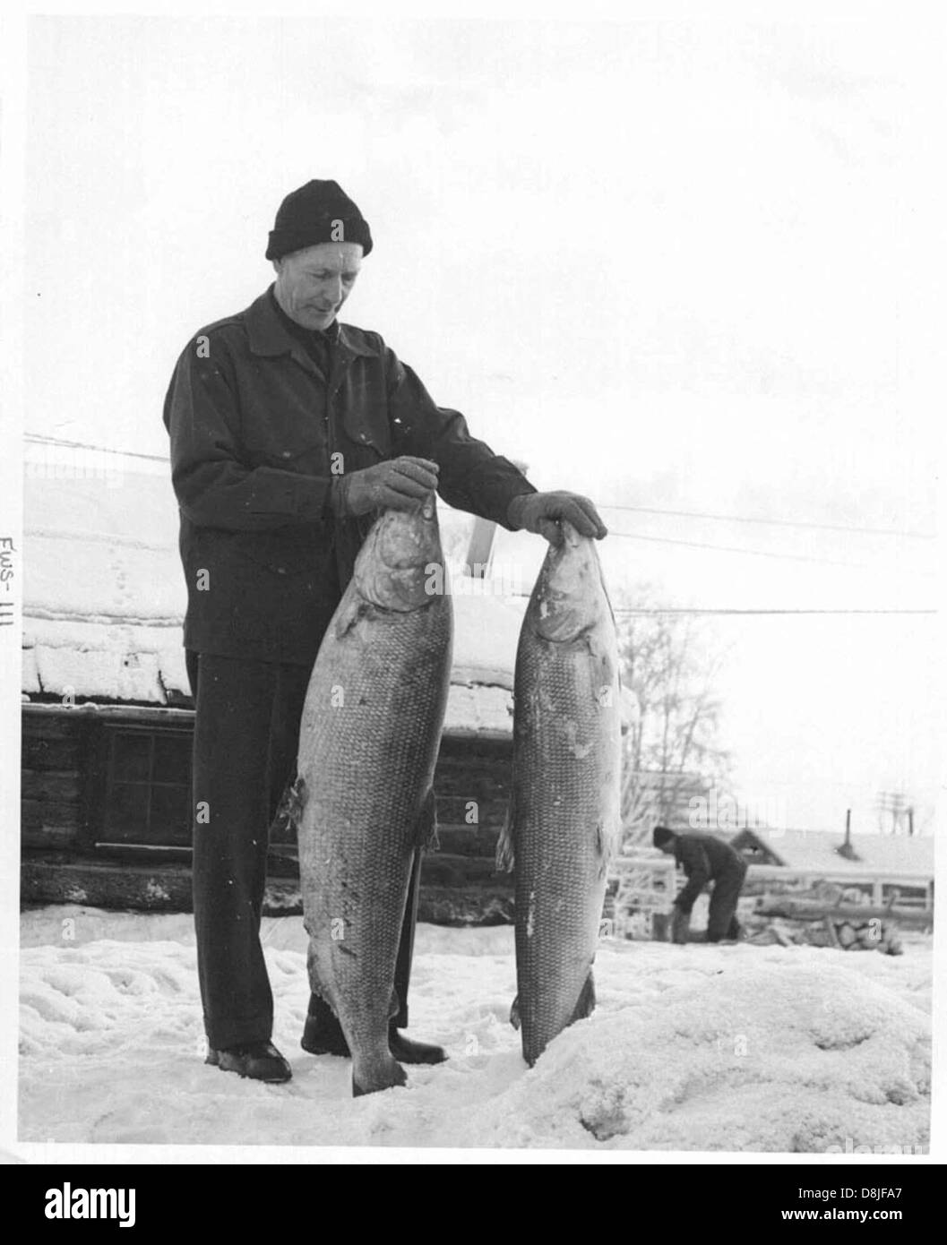 A man is shown holding two sheefish, a species of freshwater fish, in ...
