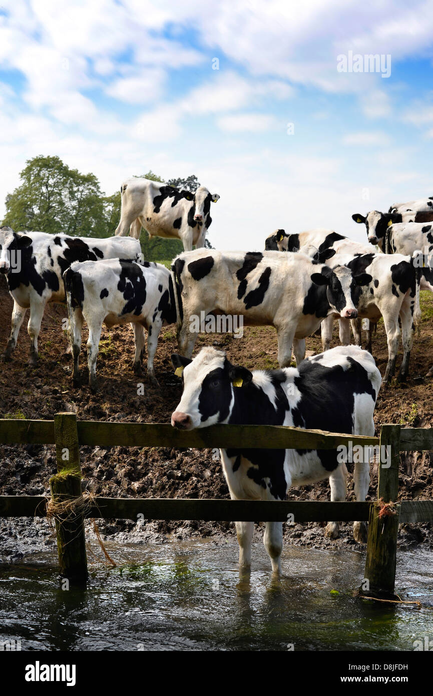 Cattle river fence hi-res stock photography and images - Alamy