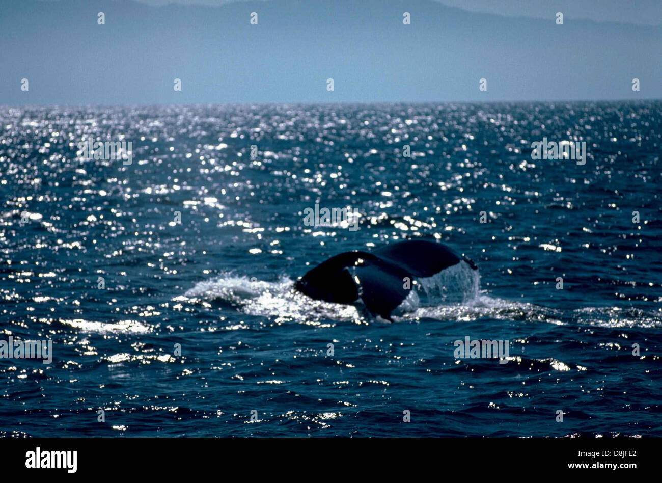Marine mammal humpback whale mammal animal Stock Photo - Alamy
