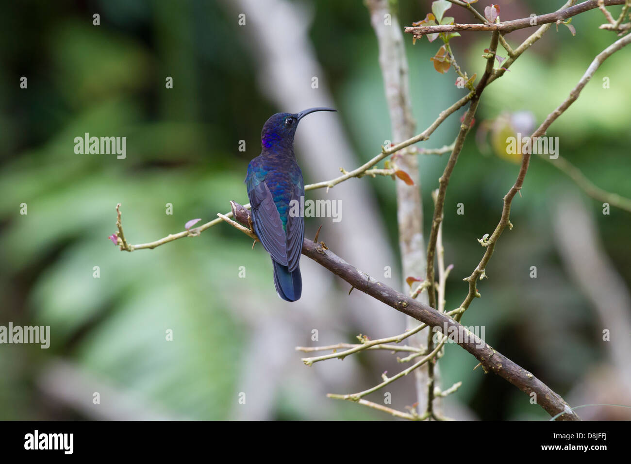 Green Hermit (Phaethornis guy), Hummingbird, Costa Rica Stock Photo - Alamy