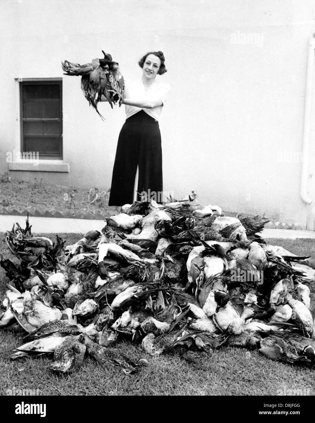 Very large birds Black and White Stock Photos & Images - Alamy