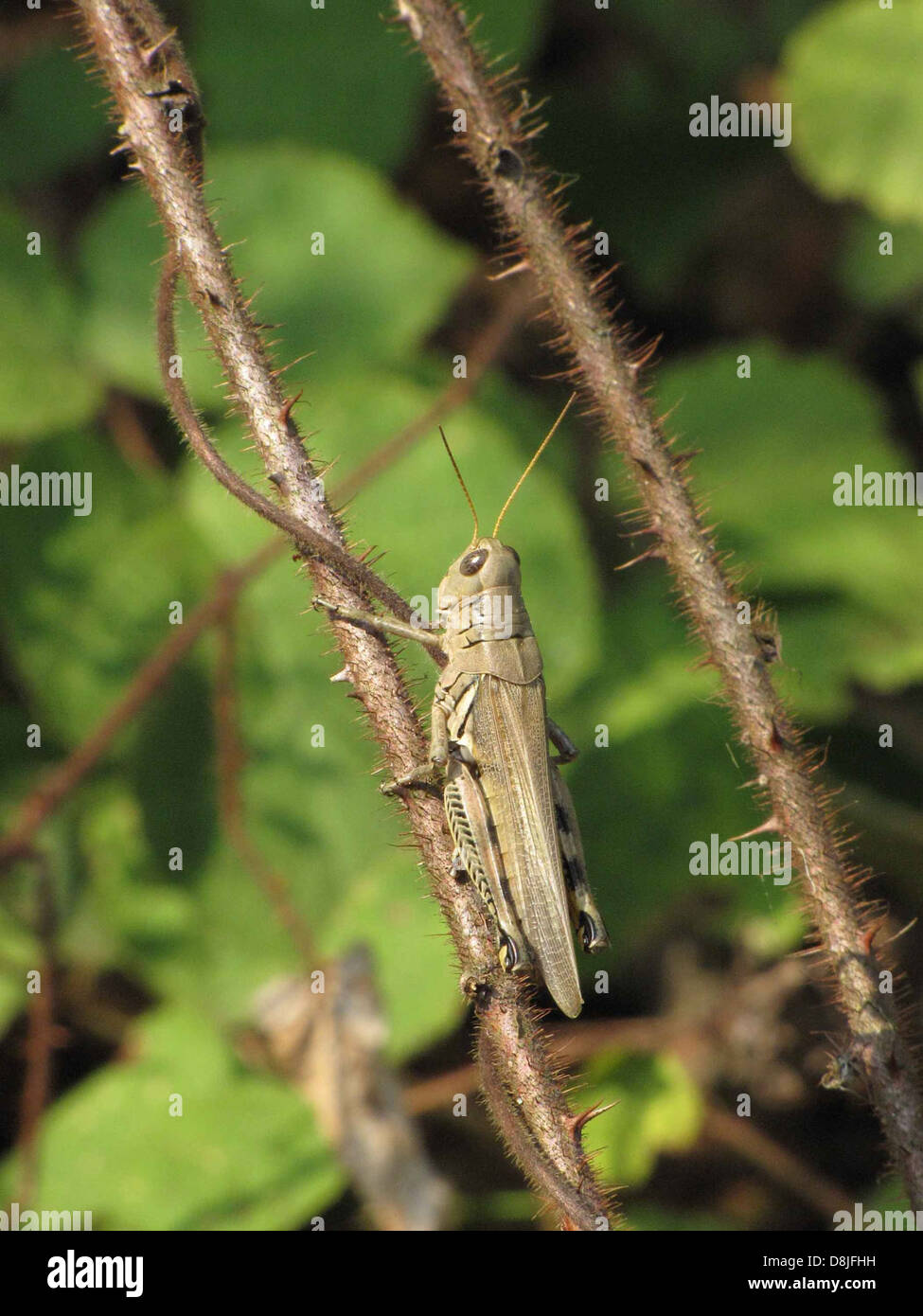 This close-up image features a meadow grasshopper, specifically a ...