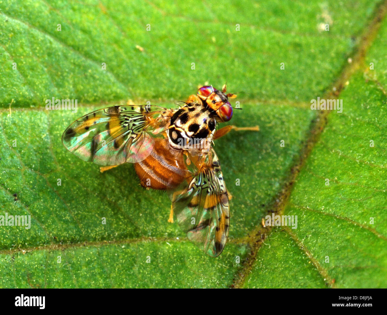 The Mediterranean fruit fly, or Medfly, is an invasive insect species ...