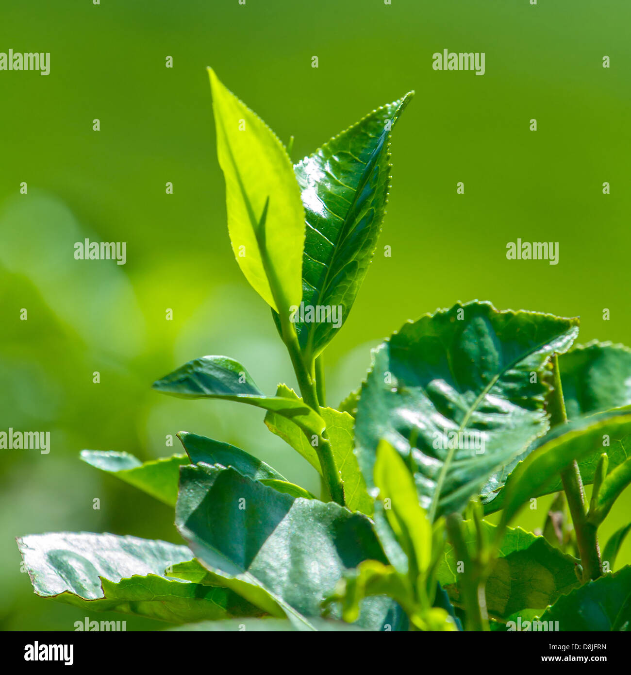Closeup of tea leaf hi-res stock photography and images - Alamy
