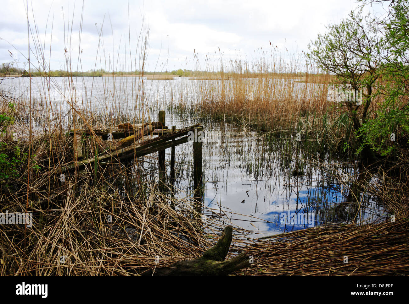 A creative view of Rockland Broad on the Norfolk Broads at Rockland St ...