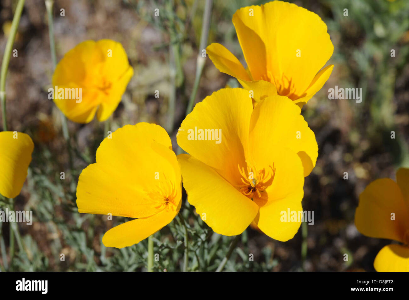 Mexican golden poppy plant flower Stock Photo - Alamy