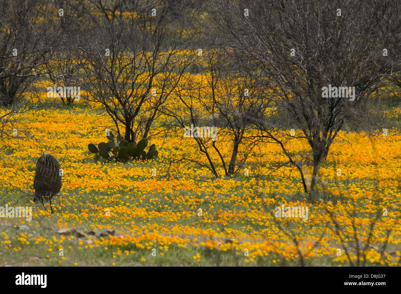 A field of orange mexican poppies blooming in a field hi-res stock ...