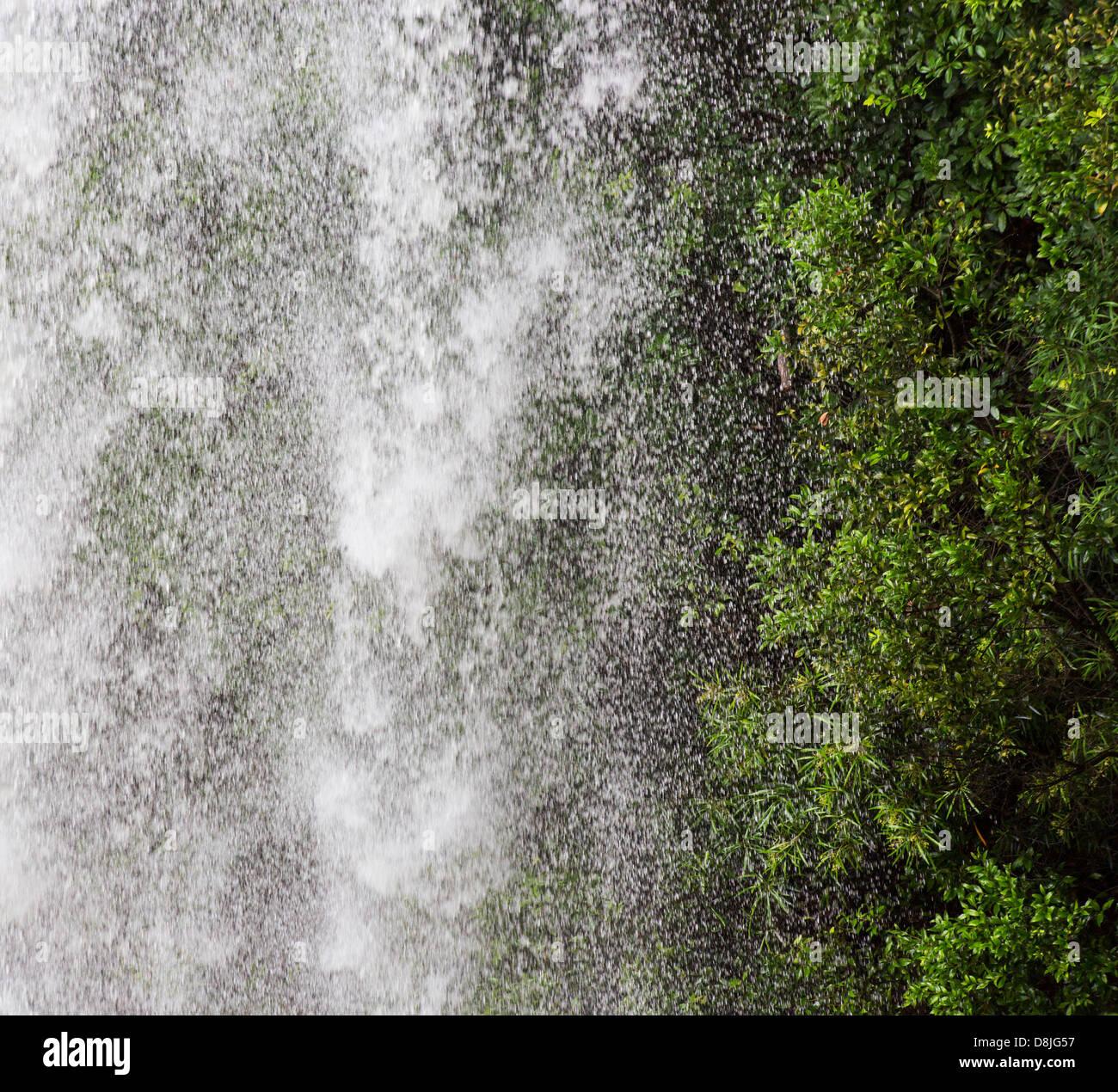 Water falling from a waterfall into lush green vegetation, Royal ...