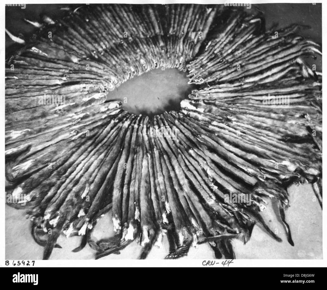 An old photo featuring mink skins, likely used for fur trading or ...