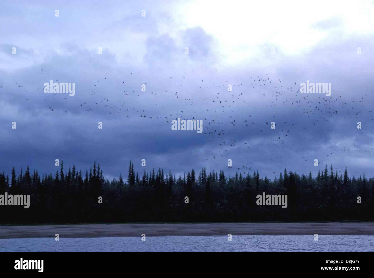 A group of migrating birds flying across the sky during dusk, capturing ...