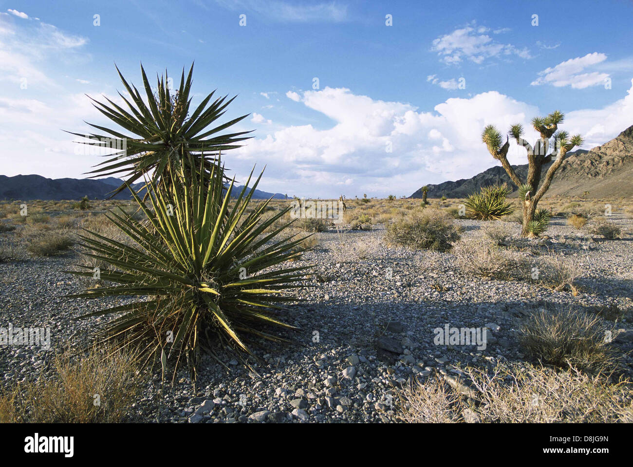 A Mojave yucca stands tall against the backdrop of the vast Mojave ...