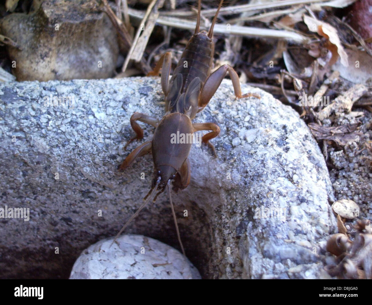 A close-up of a mole cricket (Gryllotalpa brachyptera), an insect ...