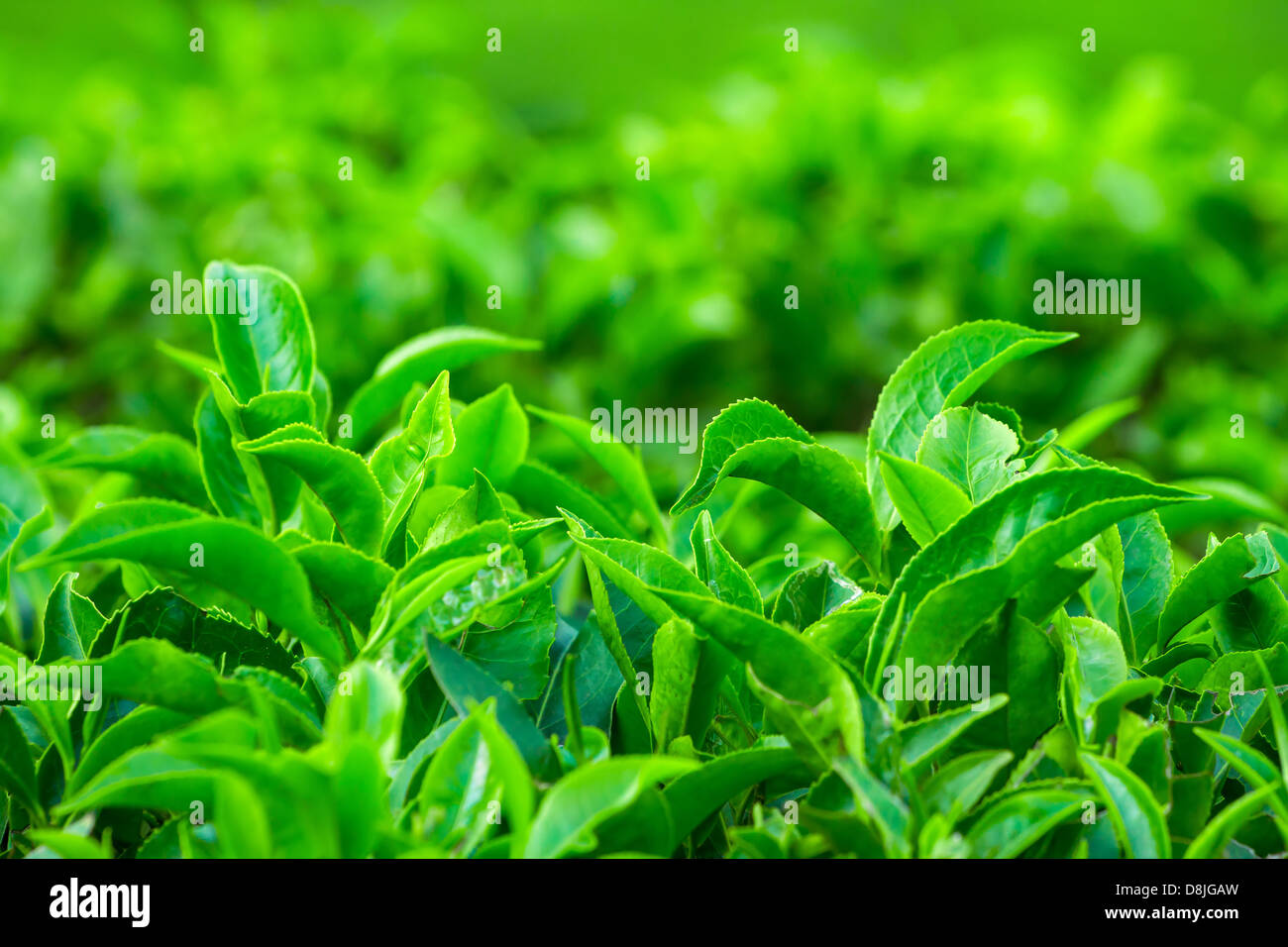 Fresh tea leaves closeup Stock Photo - Alamy