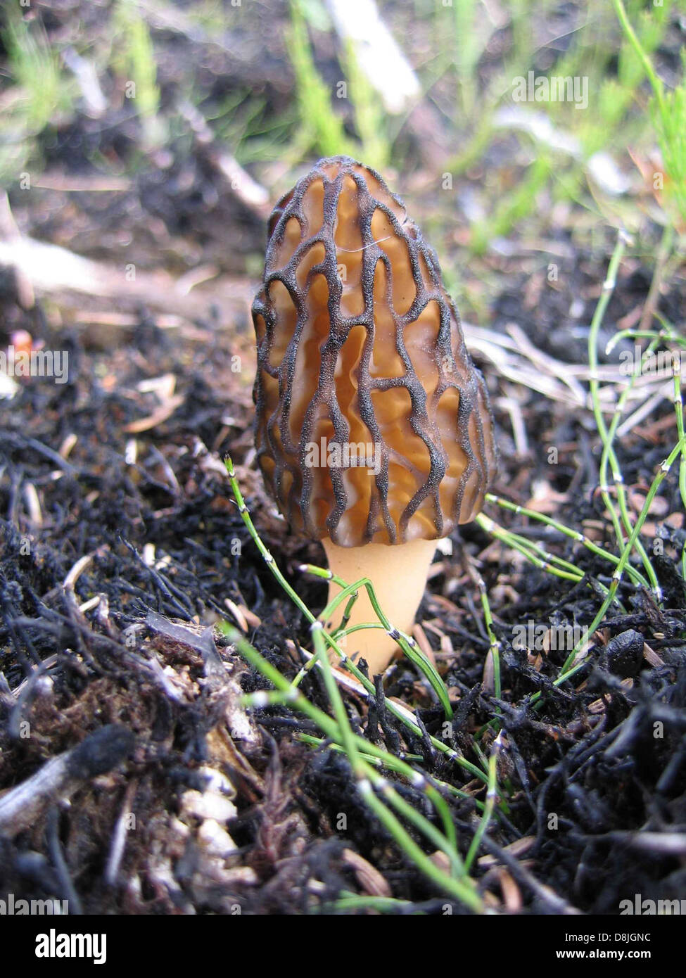 A close-up of morel fungi, showcasing its distinct appearance with a ...
