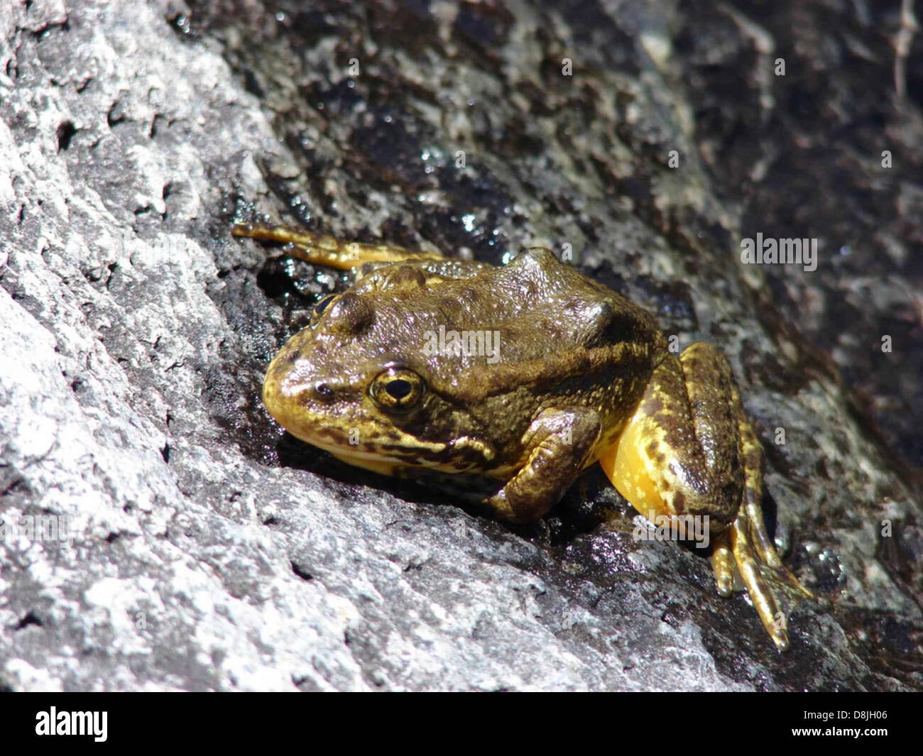 Yellow mountain legged frog hi-res stock photography and images - Alamy