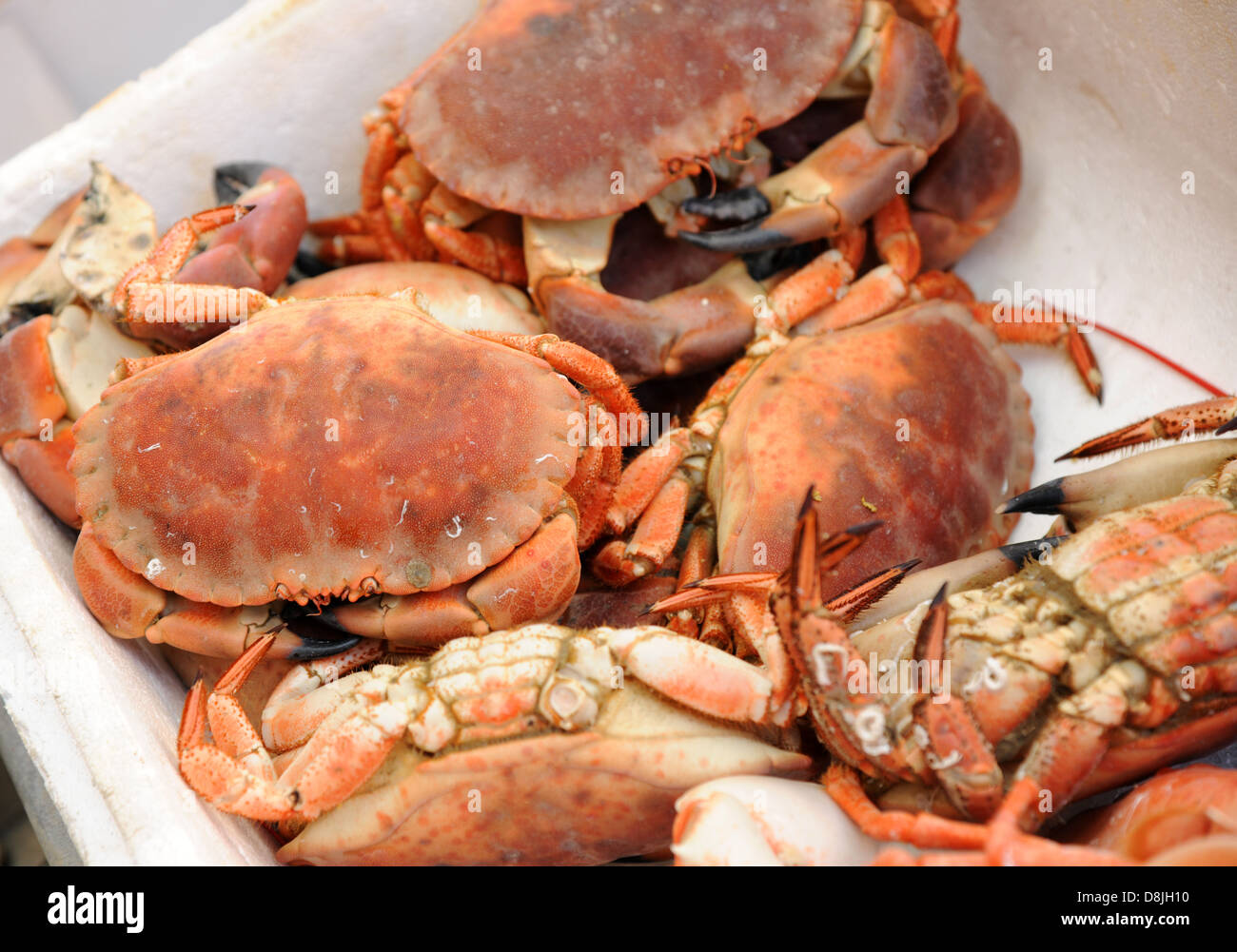Boiled crab hi-res stock photography and images - Alamy