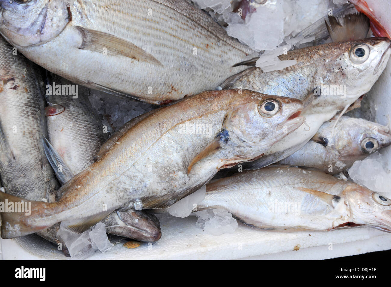 Pout fish hi-res stock photography and images - Alamy