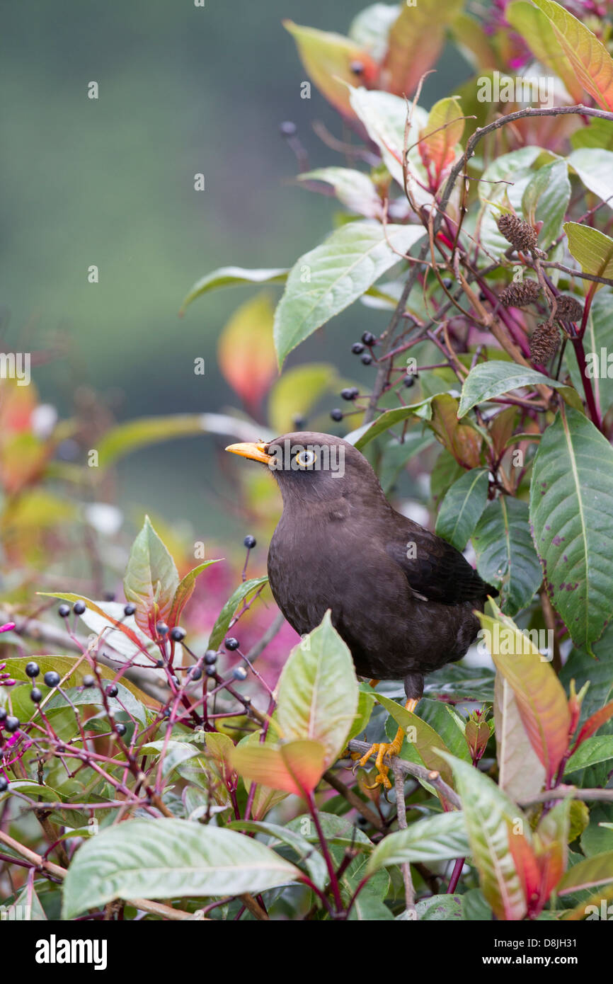 Sooty Thrush, Turdus nigrescens, San Gerardo de Dota, Parque Nacional ...