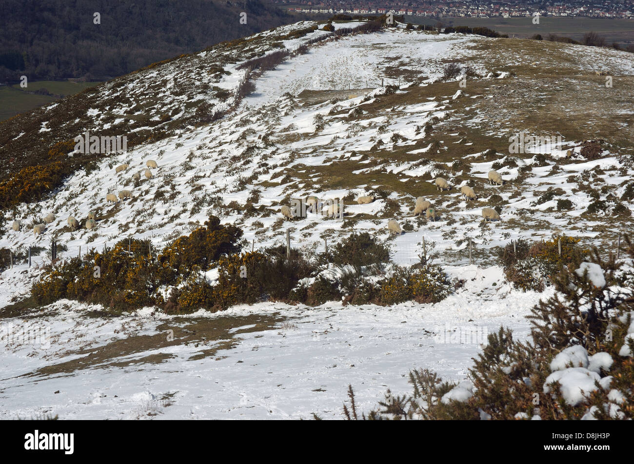 Snow covered fields Stock Photo - Alamy