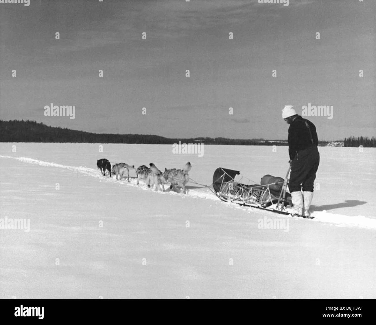 A musher and their dog sled team travel across the icy surface of Camp ...