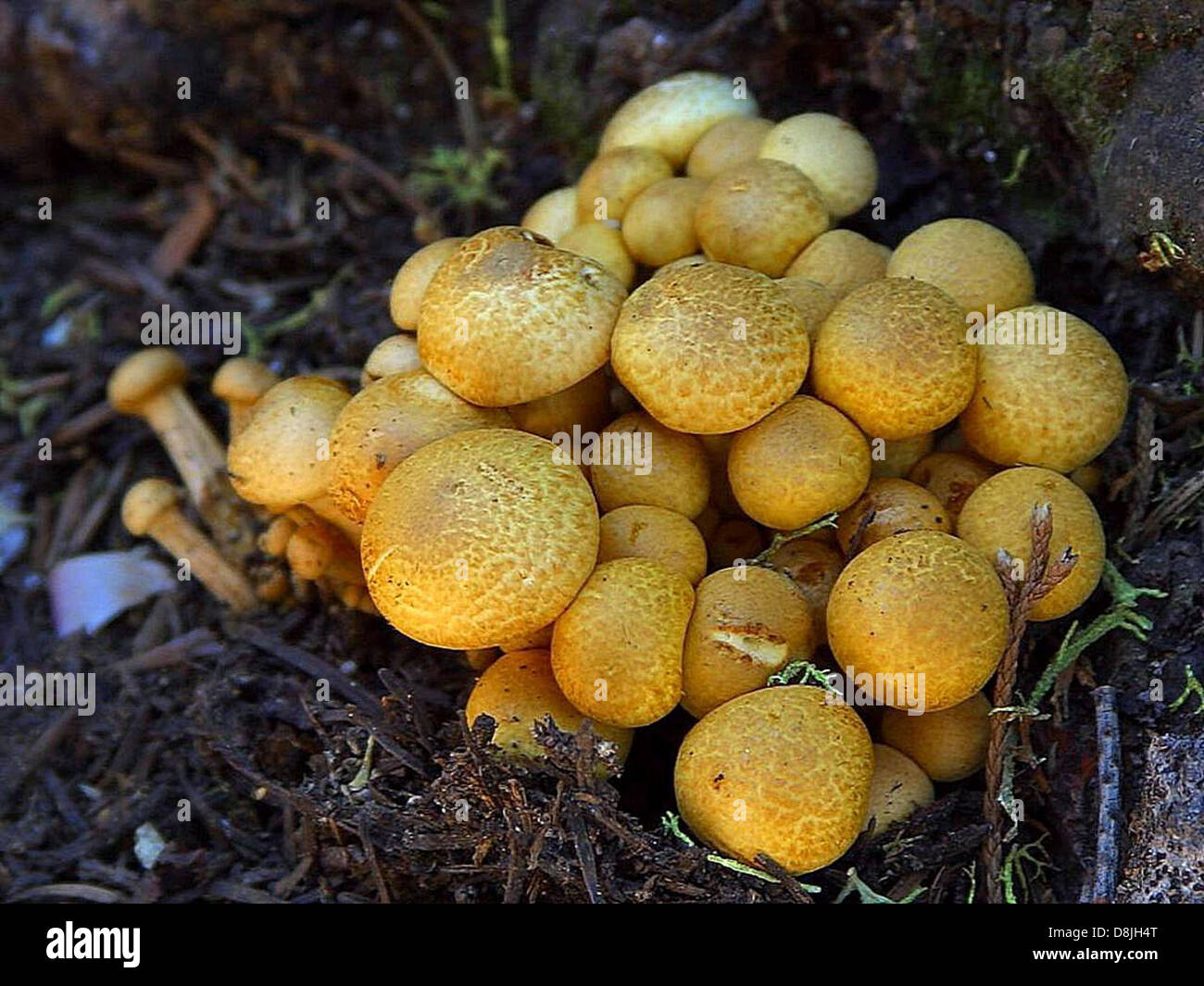 This image shows a variety of mushrooms, a type of fungus, growing in a ...