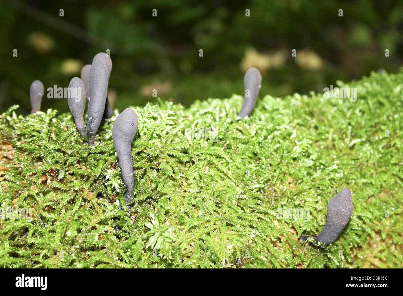 Mushrooms growing on moss-covered logs in a forest setting. These fungi ...