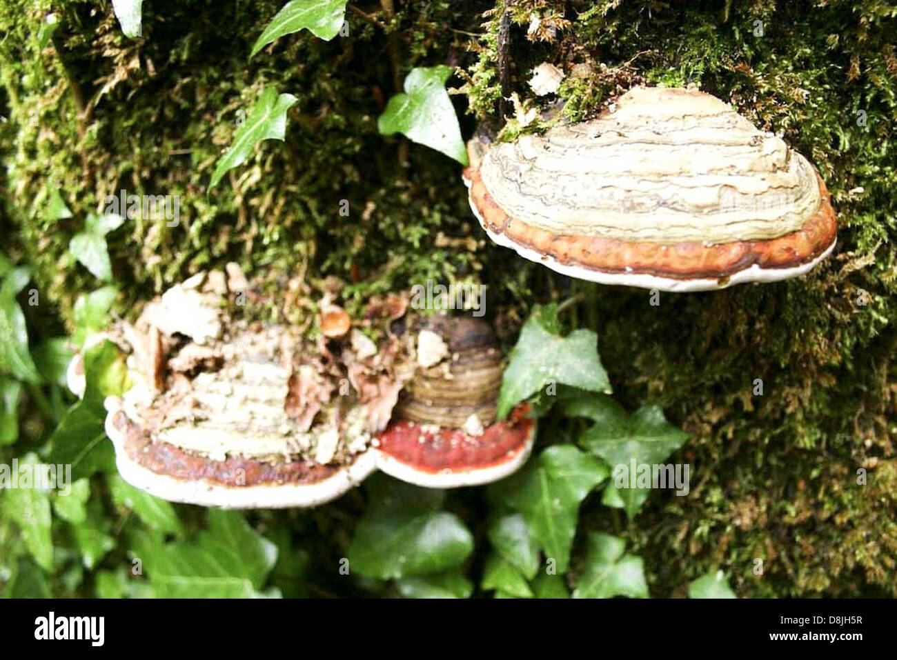 Mushrooms grow on the bark of a tree, showcasing a natural form of ...